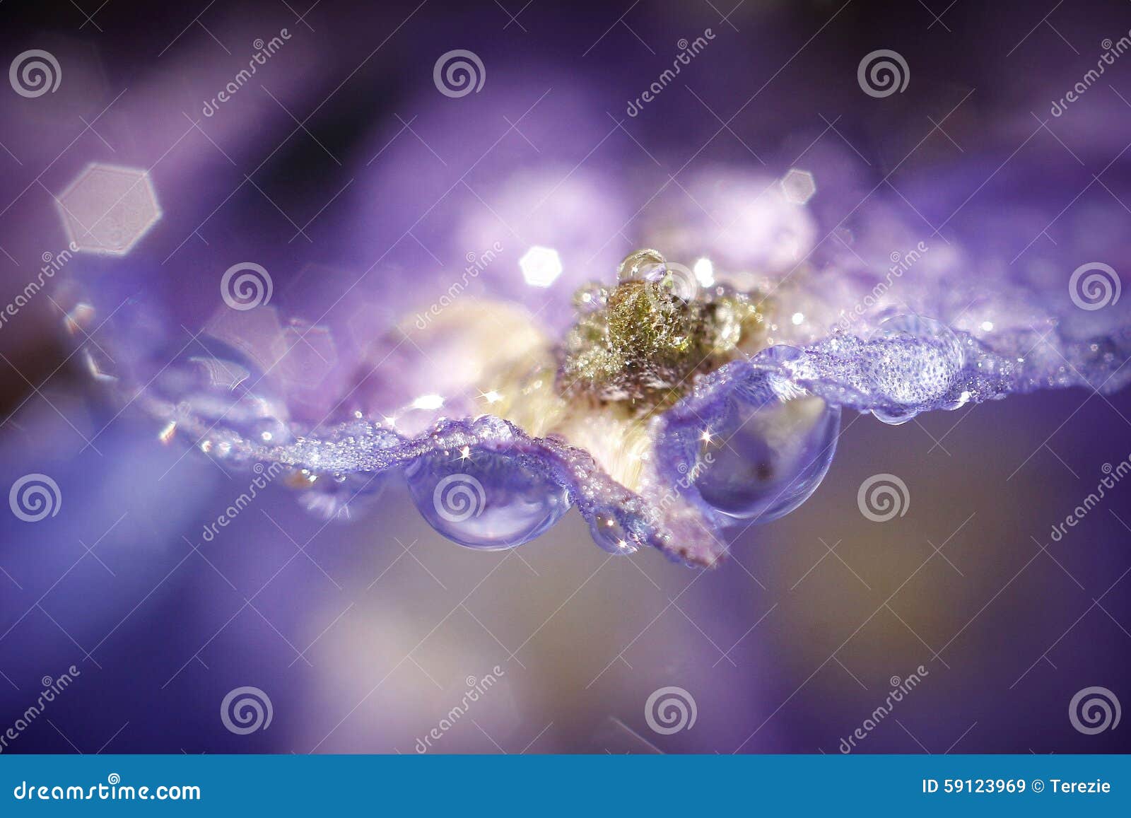 Rain drops stock image. Image of bubble, dewy, purity - 59123969