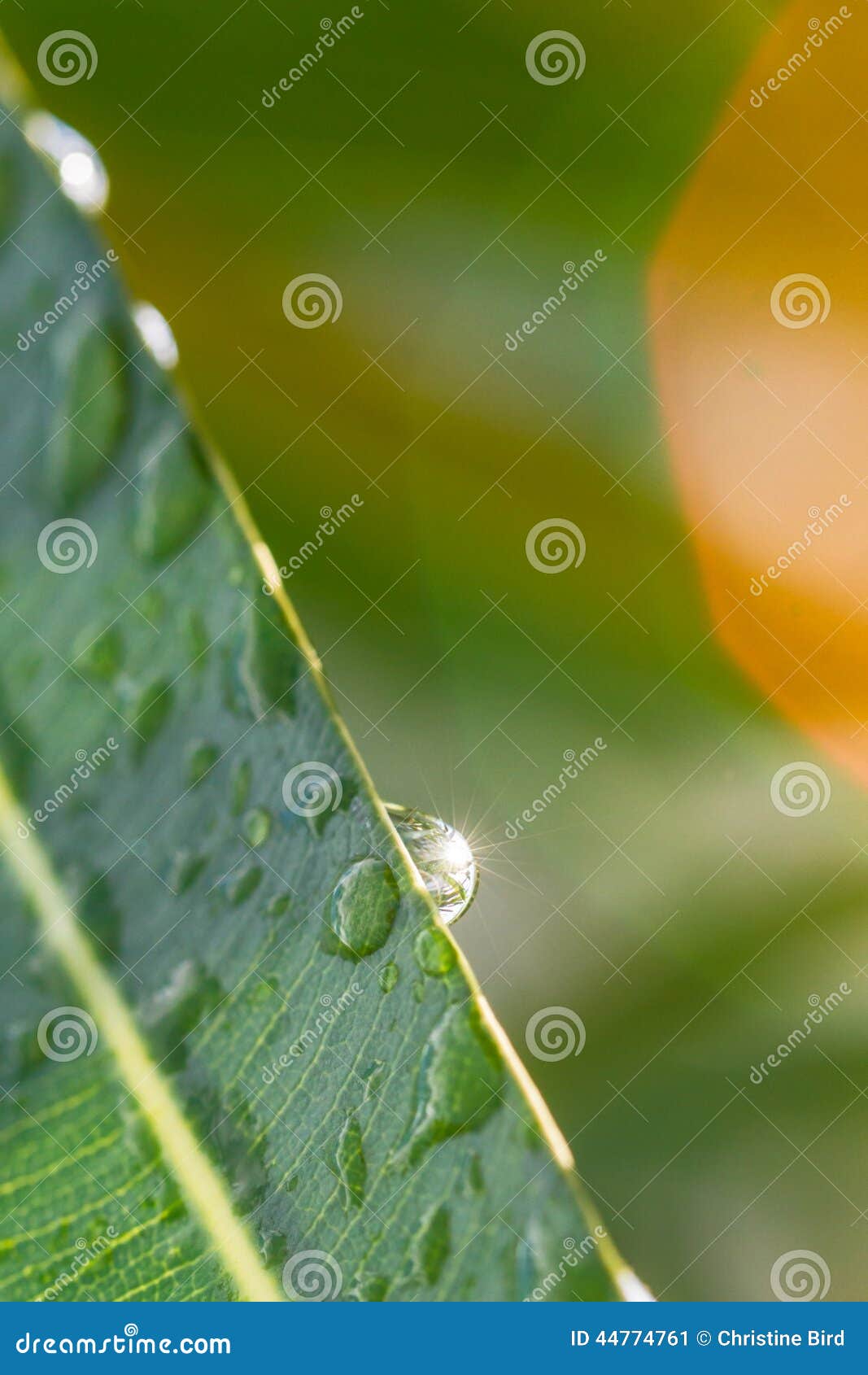 Rain Drops in the Sunshine after a Thunder Storm. Stock Image - Image ...