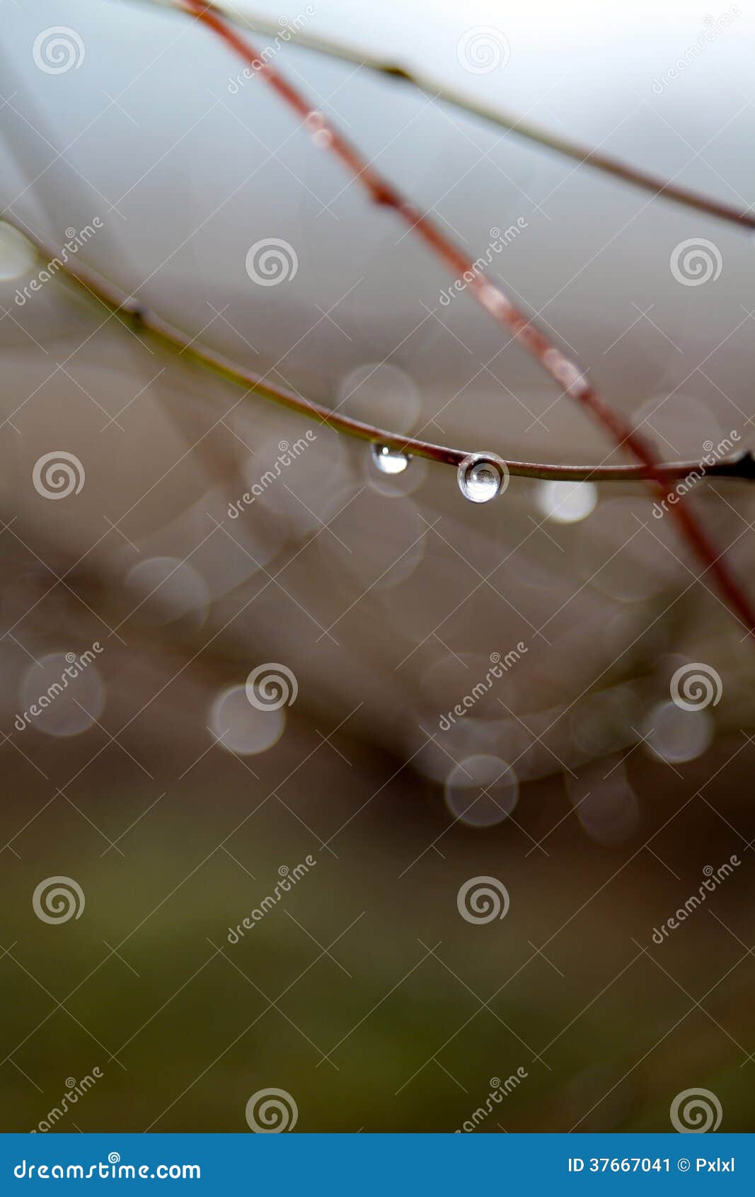 Rain drops on a tree stock image. Image of macro, morning - 37667041