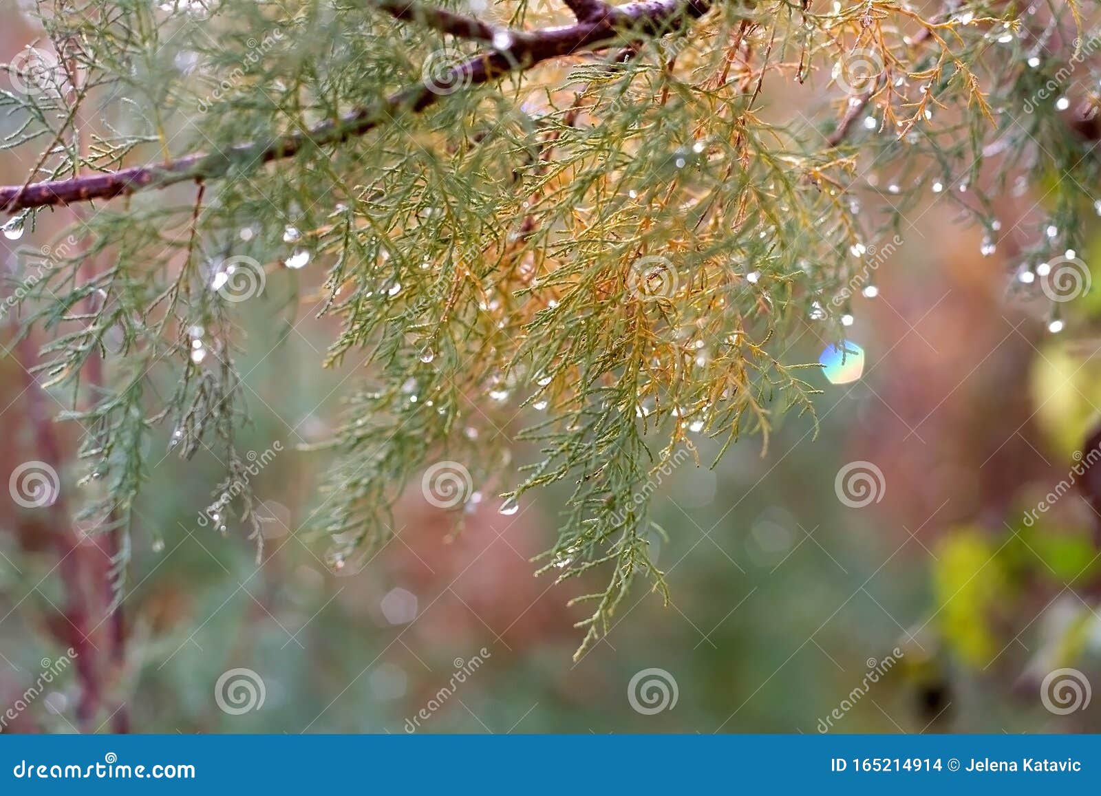 Rain Drops on a Tree stock photo. Image of outside, outdoor - 165214914
