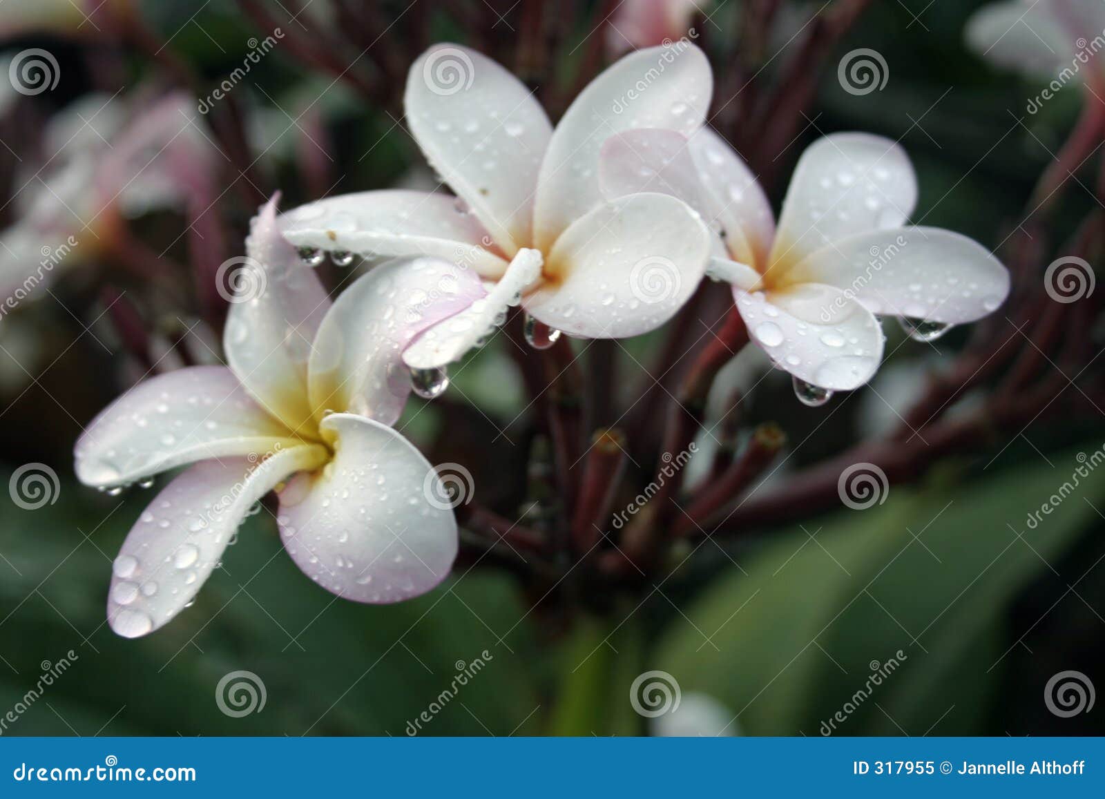 Rain Drops on Tropical Flowers Stock Image - Image of drop, beautiful ...