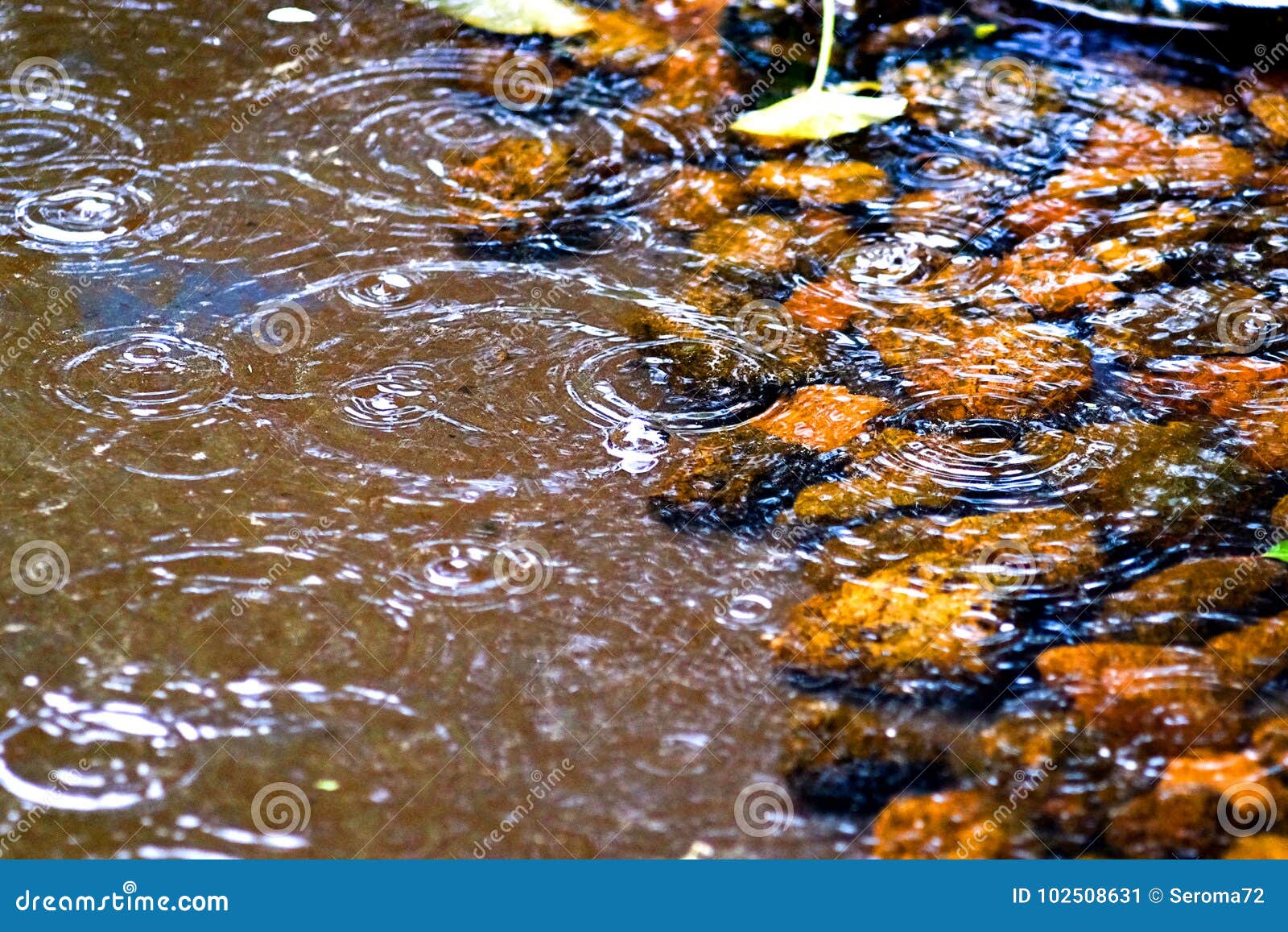 Rain drops on water stock image. Image of pond, surface - 102508631