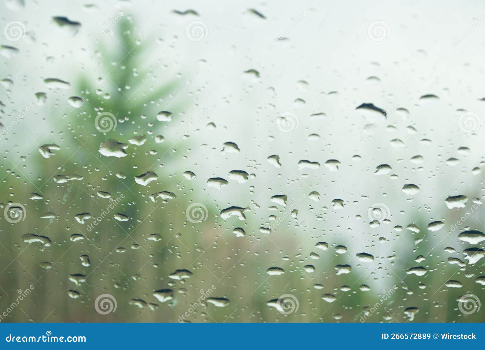 Rain Drops on a Window on an Overcast Day with Pine Trees in Background ...