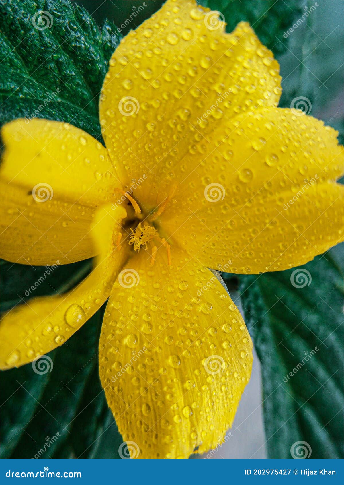Rain Drops on a Yellow Flower Stock Image - Image of nature, rain ...