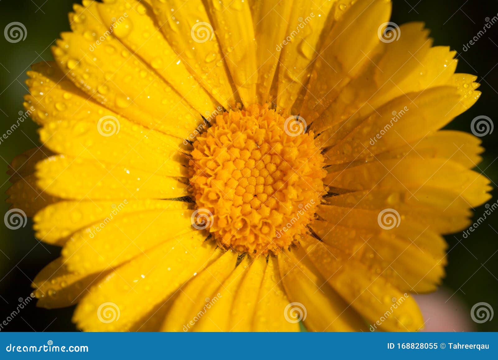 Rain Drops on Yellow Flower Stock Image - Image of macro, nectar: 168828055