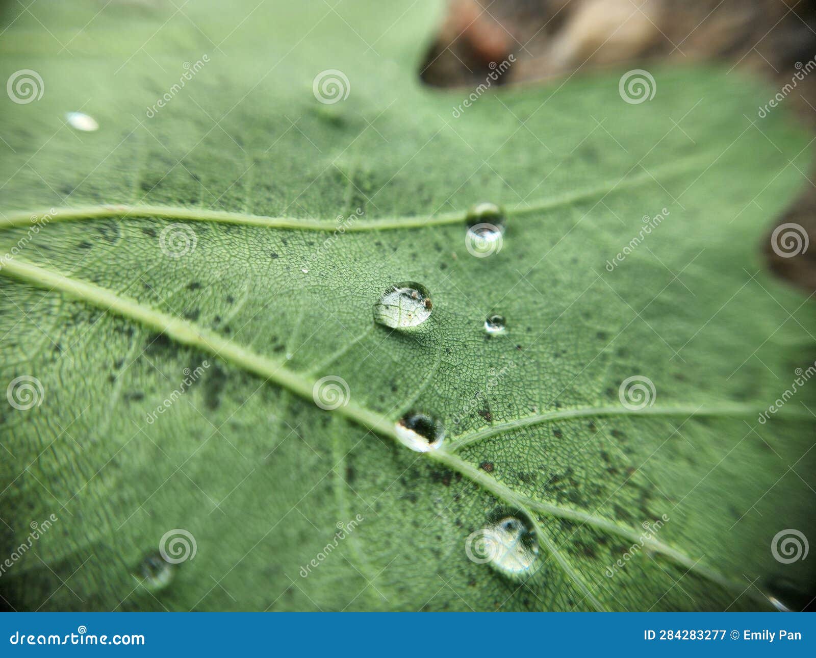 Rain Drops and a Zoomed in Len Stock Image - Image of moisture ...