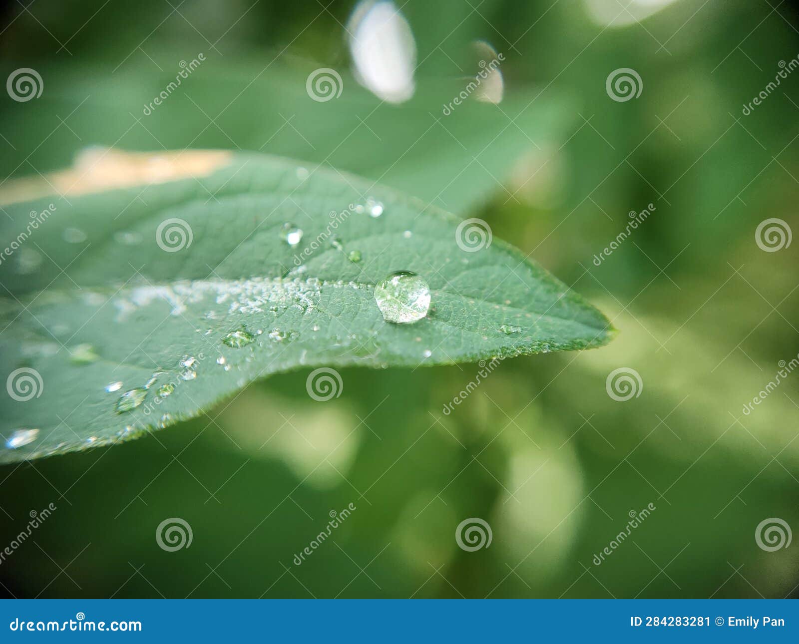 Rain Drops and Zoomed in Len Stock Image - Image of petal, plant: 284283281