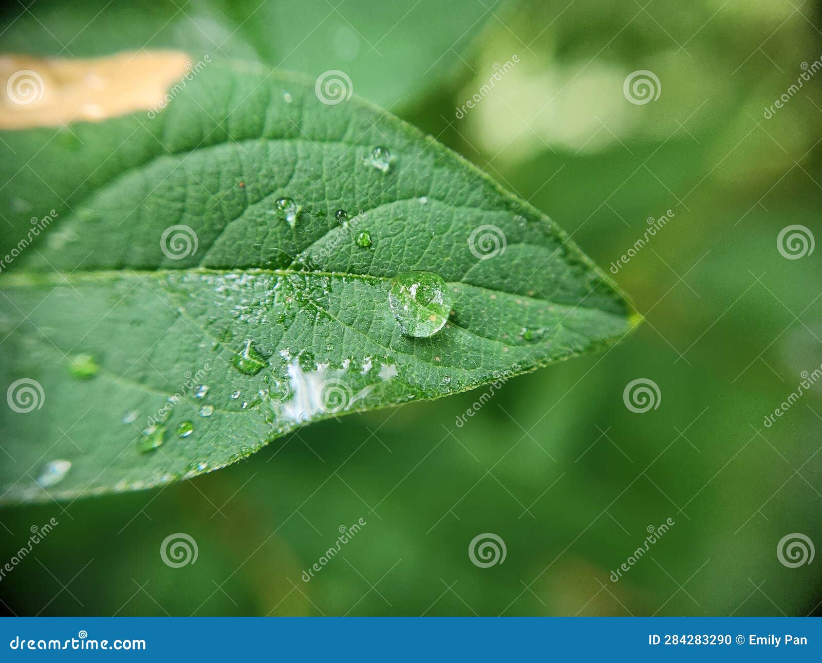 Rain Drops and Zoomed in Len Stock Photo - Image of green, nature ...