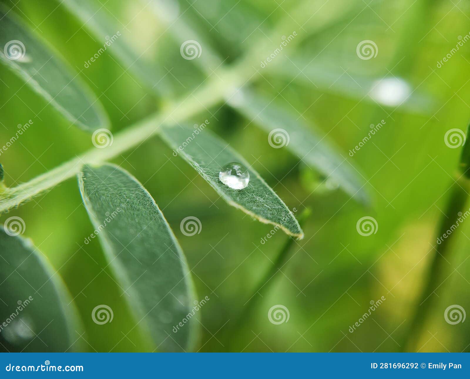 Rain Drops and Zoomed in Len Stock Photo - Image of insect, frost ...