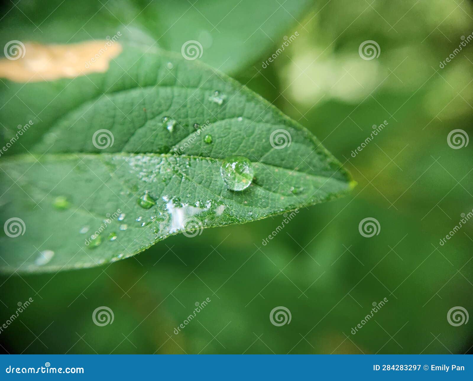 Rain Drops and a Zoomed in Len Stock Image - Image of nature, plant ...