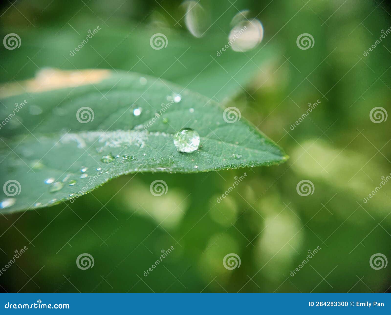 Rain Drops and Zoomed in Len Stock Photo - Image of moisture, zoomed ...