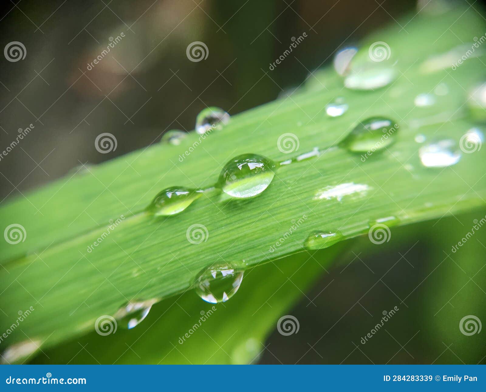 Rain Drops and a Zoomed in Len Stock Image - Image of drop, lawn: 284283339