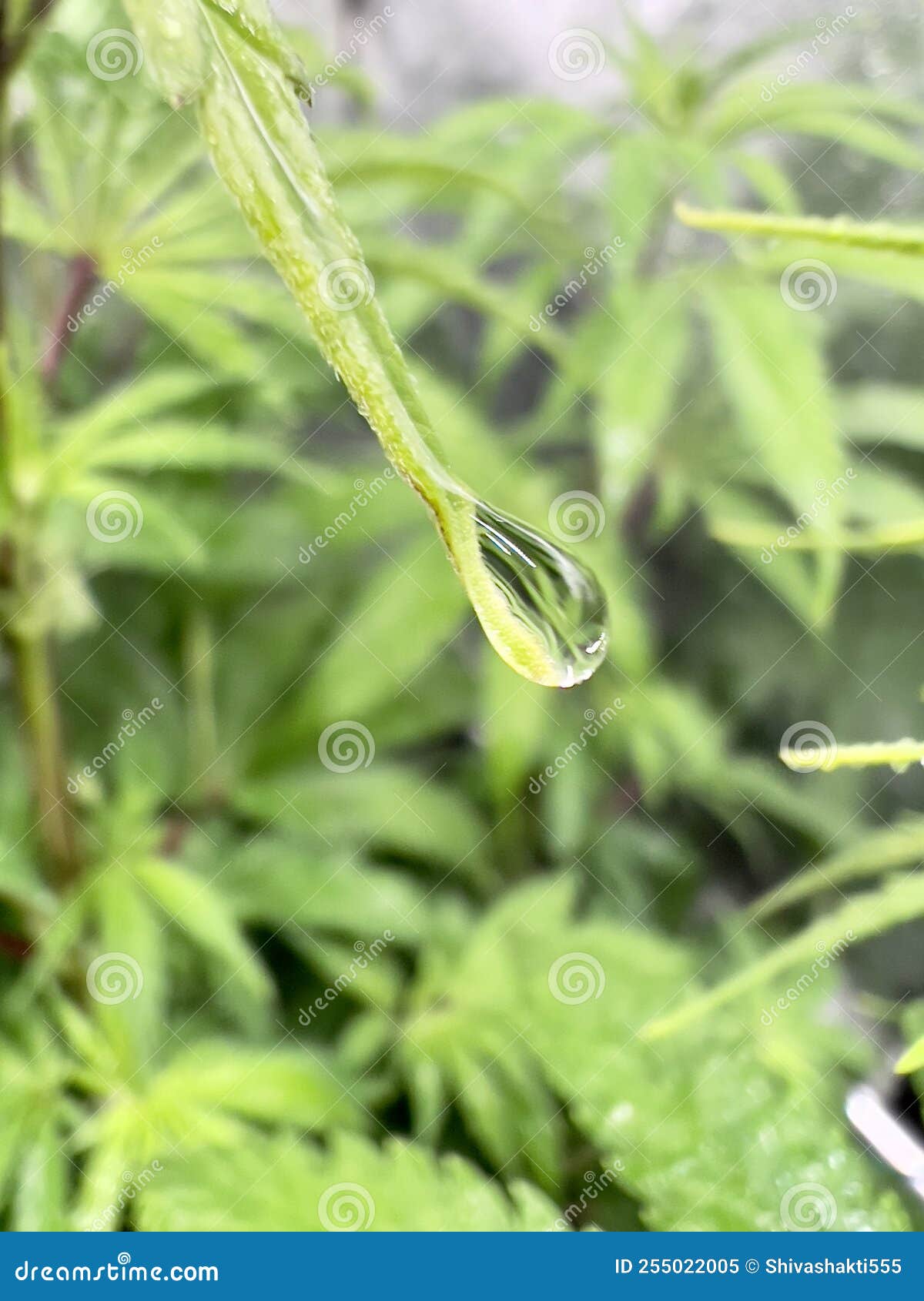 Rain at factory territory stock image. Image of rain - 255022005