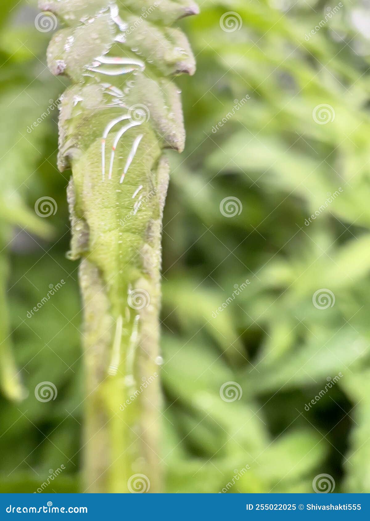 Rain at factory territory stock image. Image of territory - 255022025