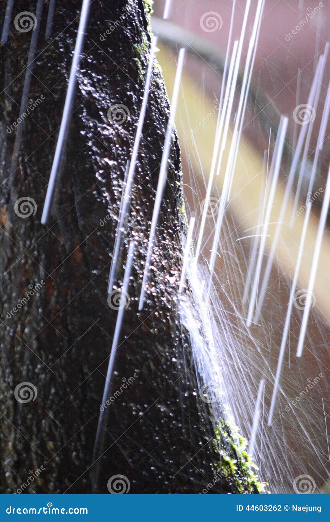 Rain fall stock photo. Image of natural, bark, autumn - 44603262