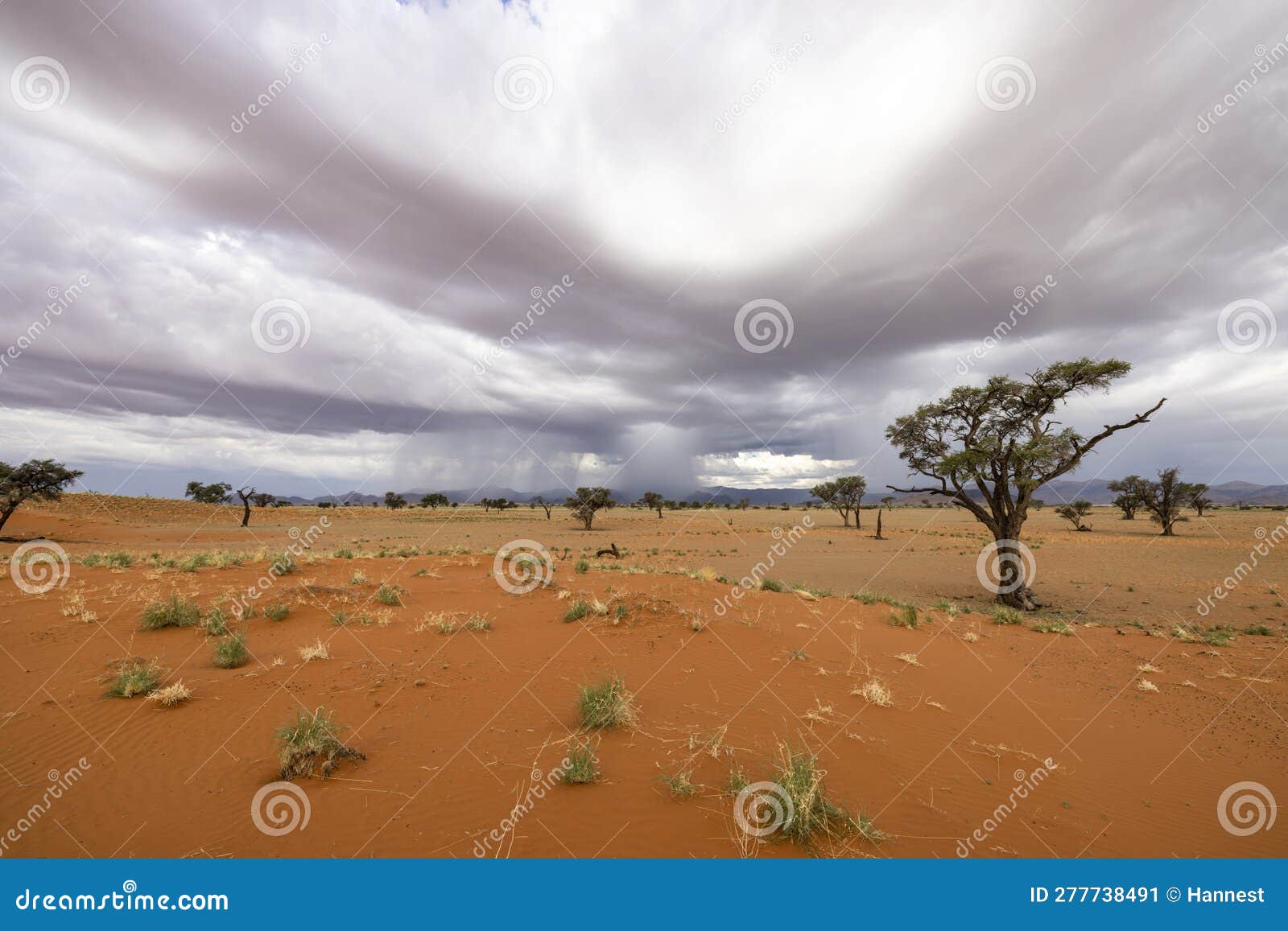 Rain Fall in the Namib Desert Stock Image - Image of thorn, dust: 277738491