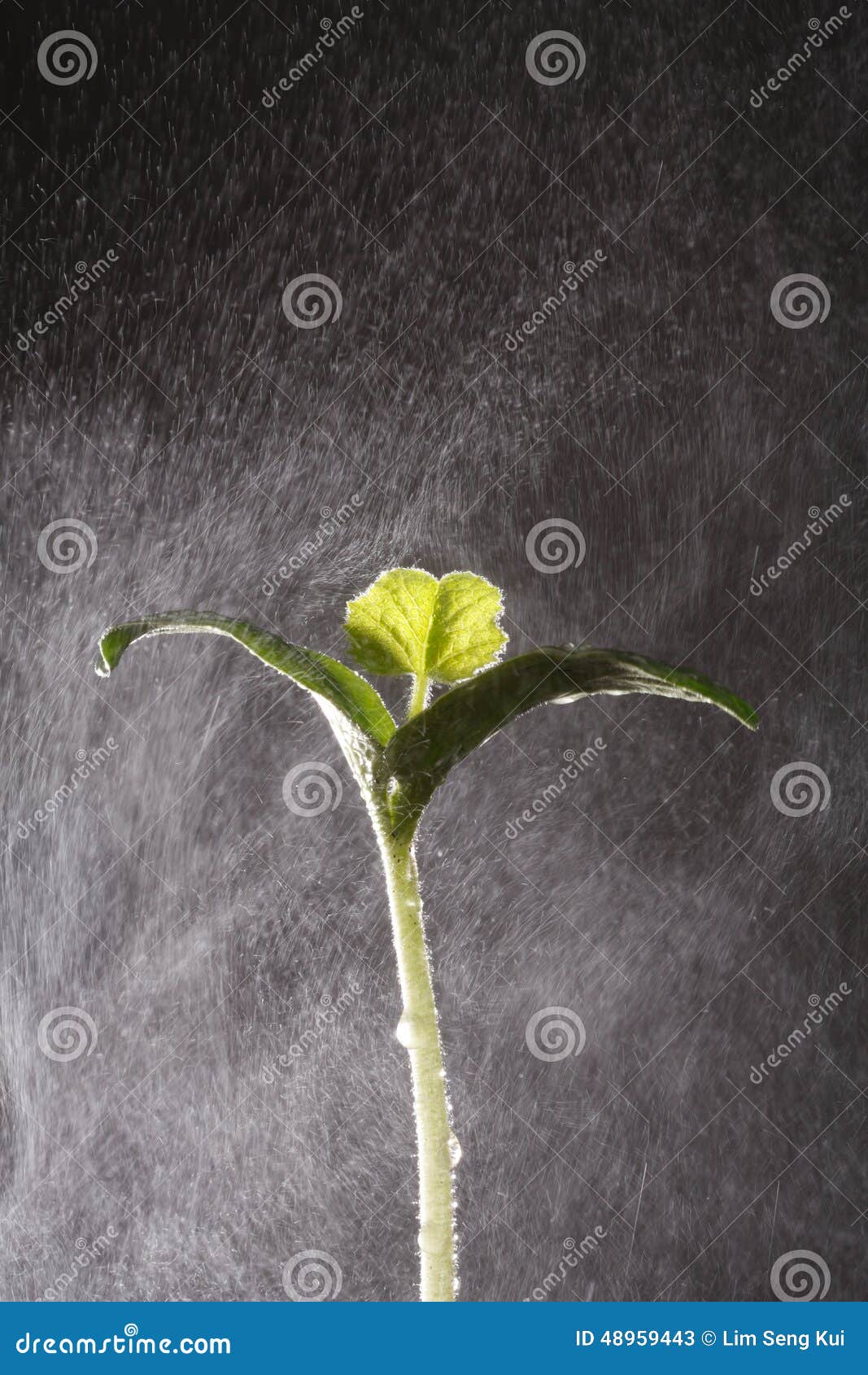 Rain fall on plant stock image. Image of close, beginnings - 48959443