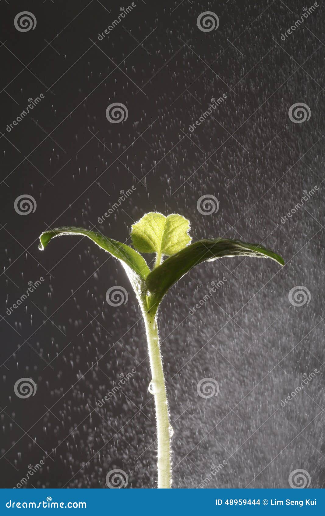 Rain fall on plant stock photo. Image of vertical, close - 48959444