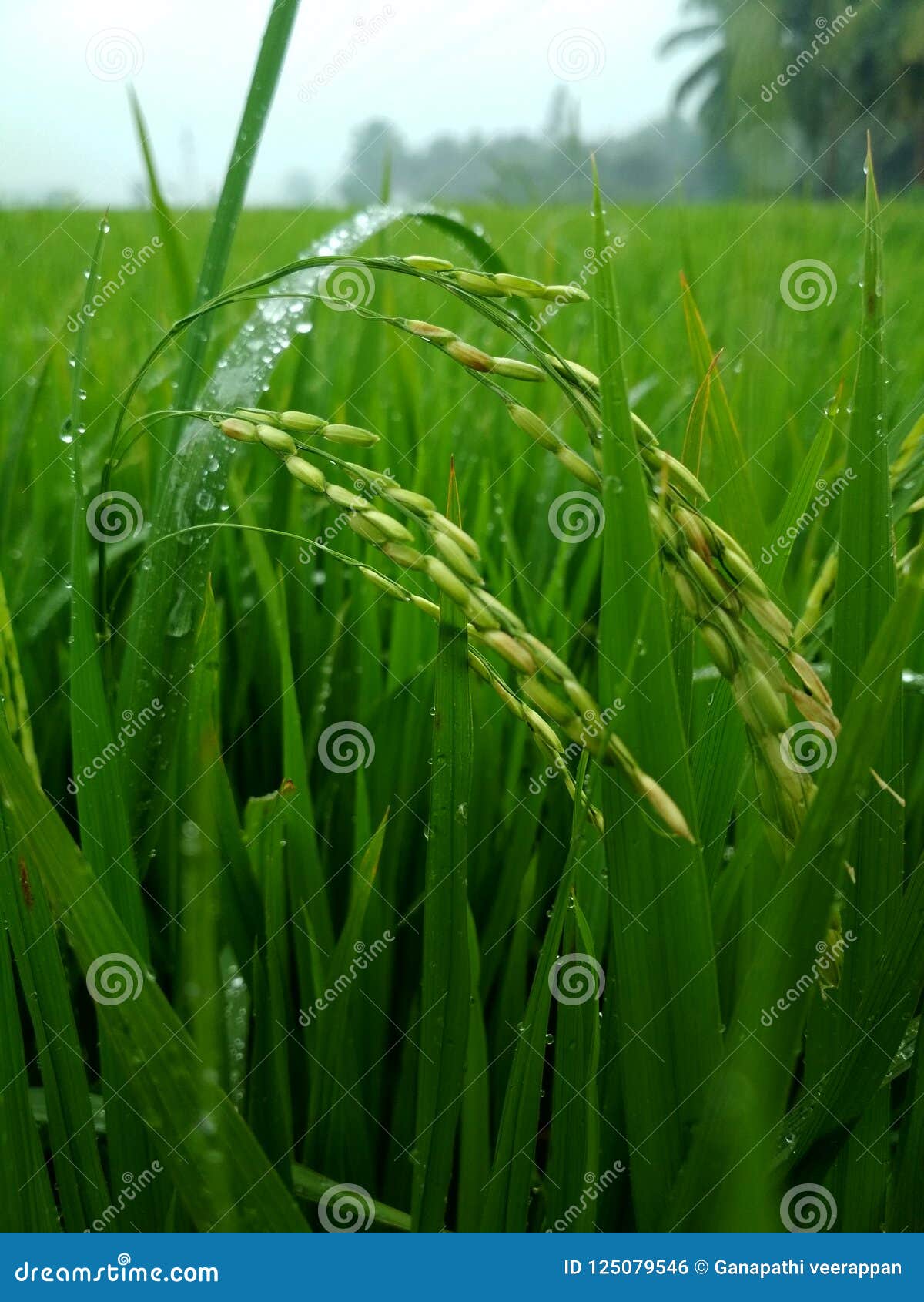 Rice stock photo. Image of rice, green, rain, treat - 125079546