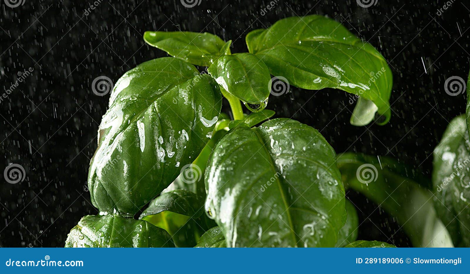 Rain Falling Basilisk, Ocimum Basilicum, Normandy Stock Photo - Image ...