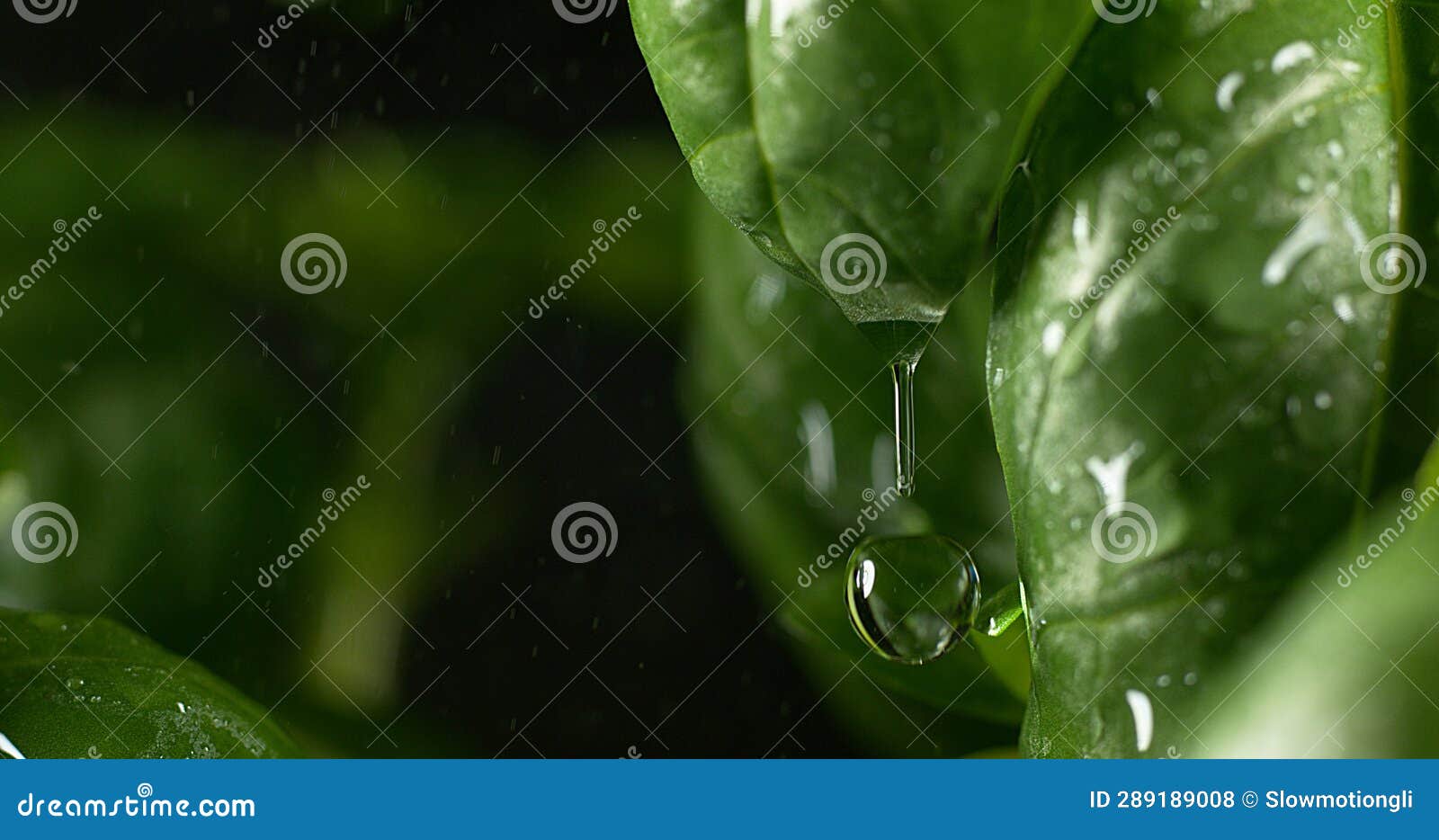 Rain Falling Basilisk, Ocimum Basilicum, Normandy Stock Photo - Image ...