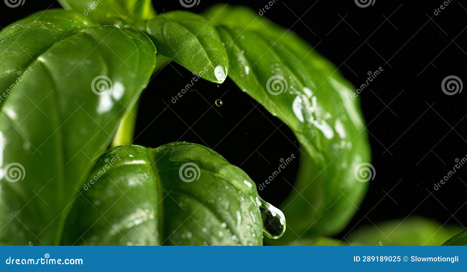 Rain Falling Basilisk, Ocimum Basilicum, Normandy Stock Image - Image ...