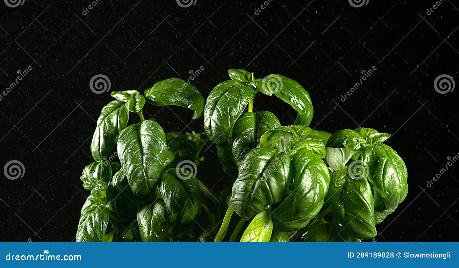 Rain Falling Basilisk, Ocimum Basilicum, Normandy Stock Photo - Image ...
