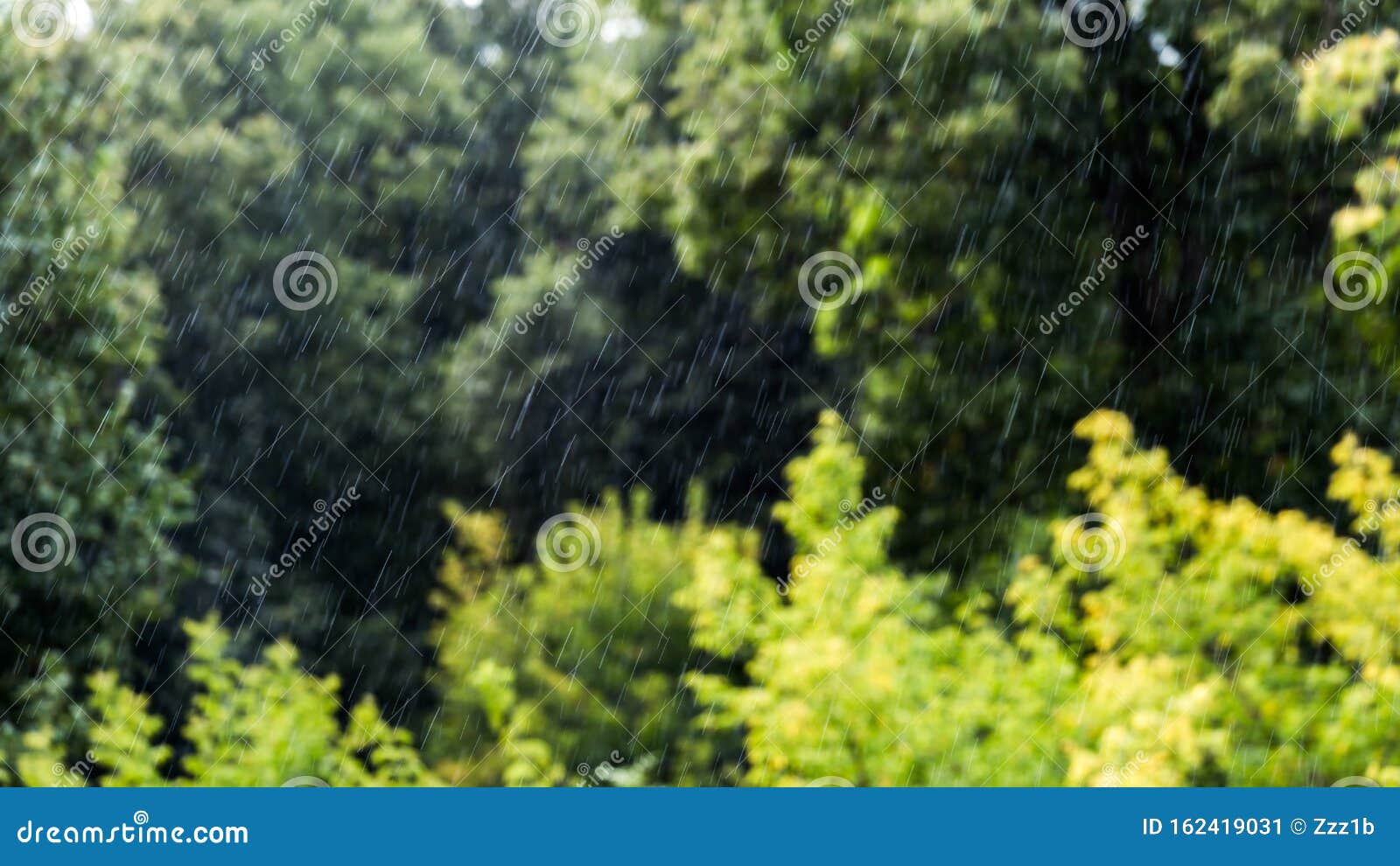Rain Falling on Blurry Green Forest Background with Direct Sunlight ...