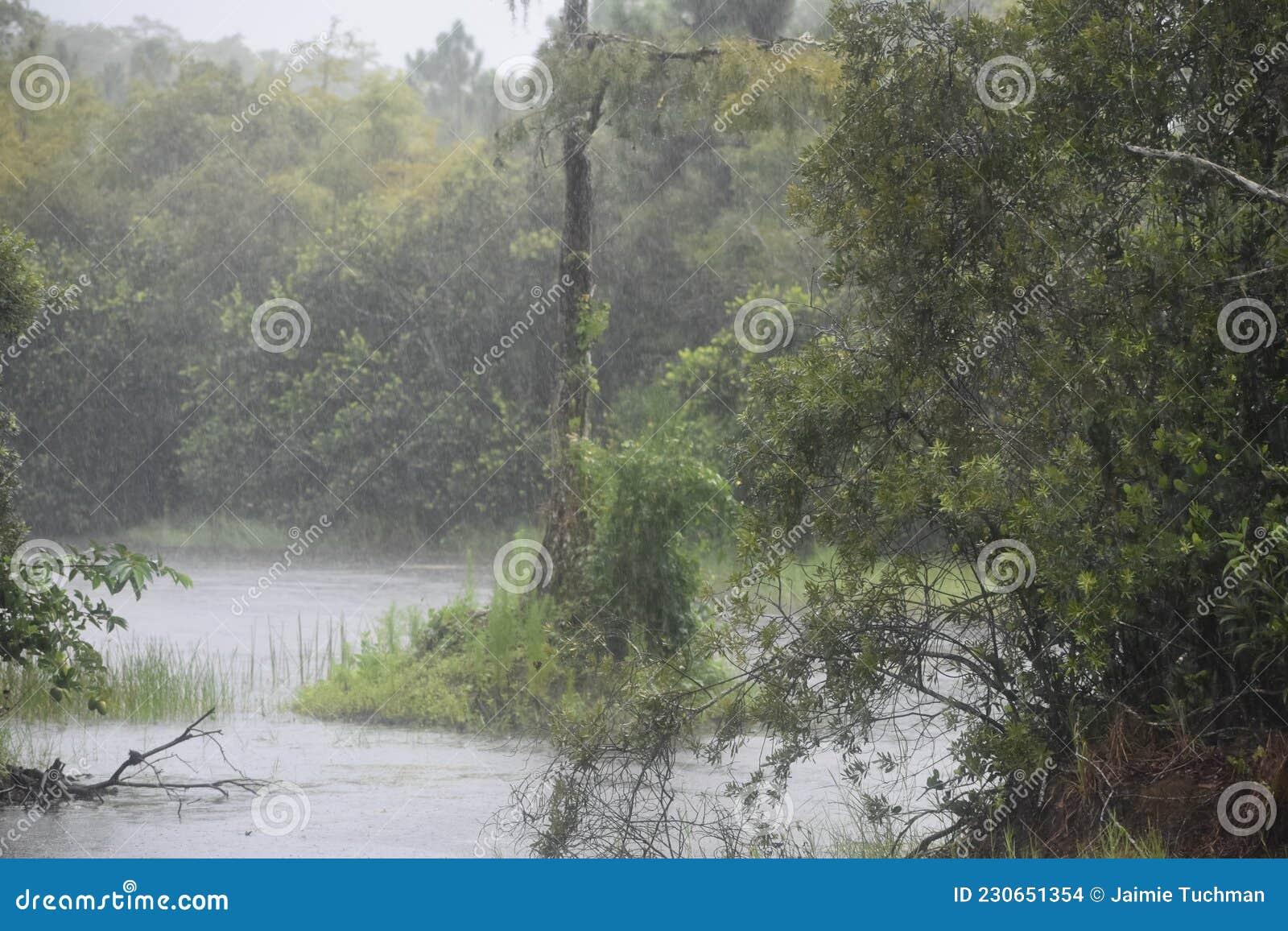 Rain Falling in Cypress Swamp Stock Photo - Image of outdoors, droplets ...