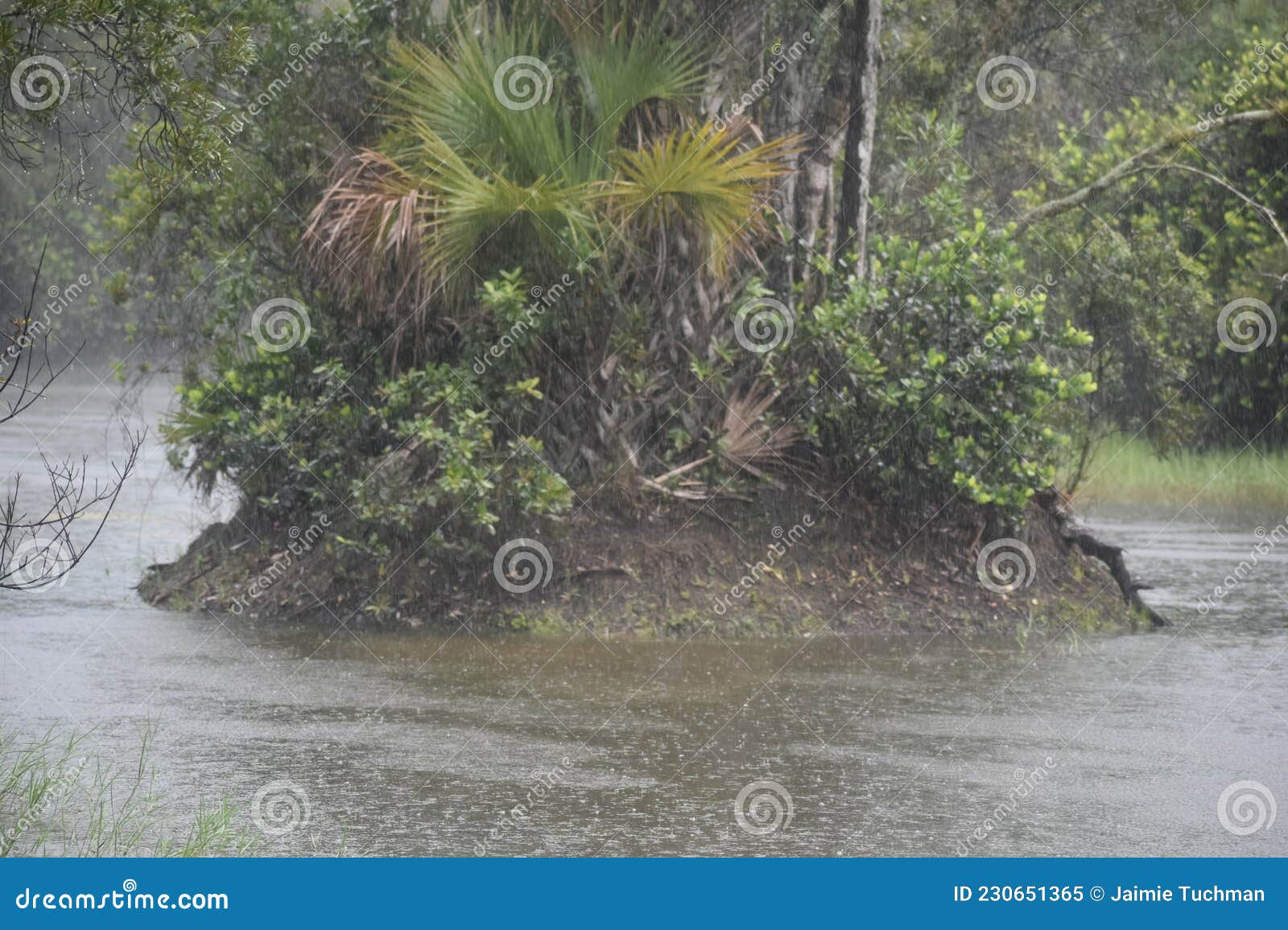 Rain Falling in Cypress Swamp Stock Image - Image of puddles, droplets ...