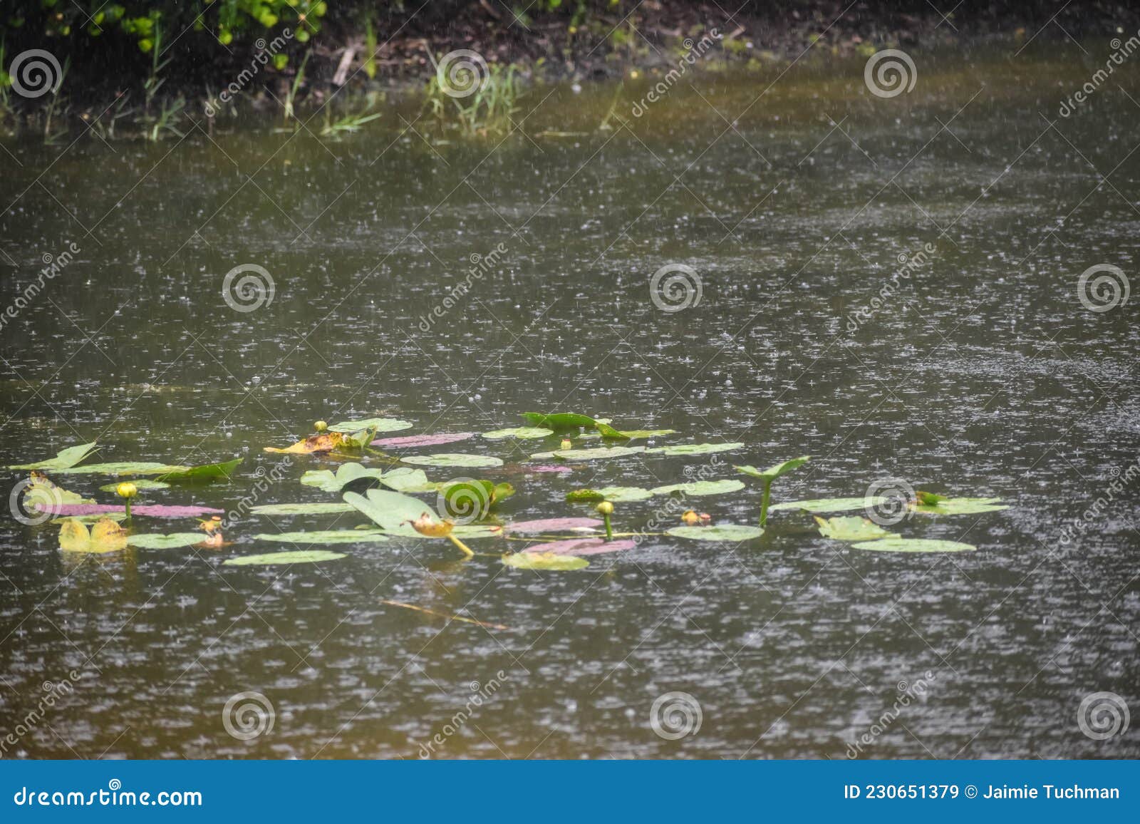 Rain Falling in Cypress Swamp Stock Image - Image of pond, natural ...