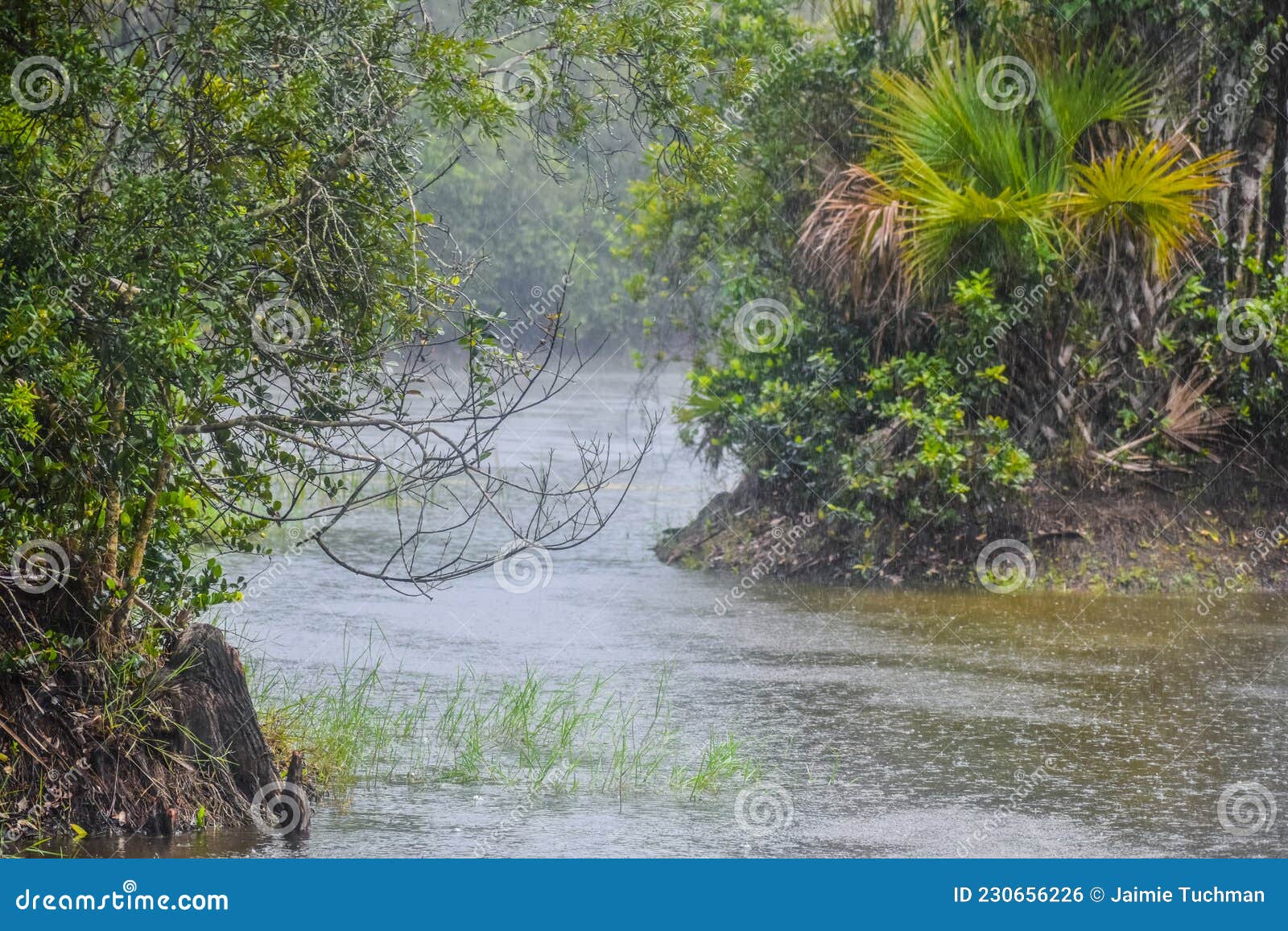 Rain Falling in Cypress Swamp Stock Photo - Image of beach, jupiter ...