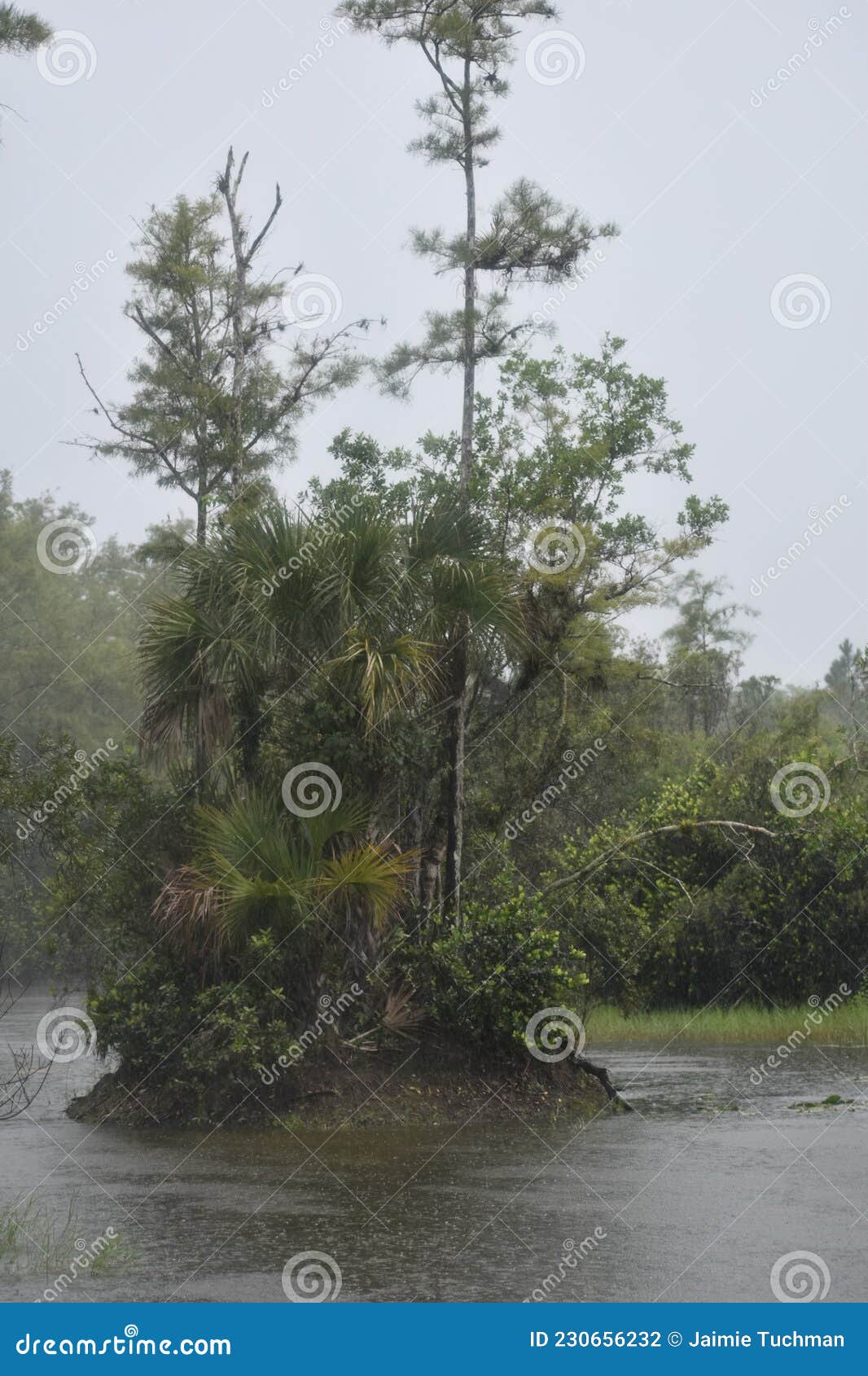 Rain Falling in Cypress Swamp Stock Photo - Image of raining, natural ...
