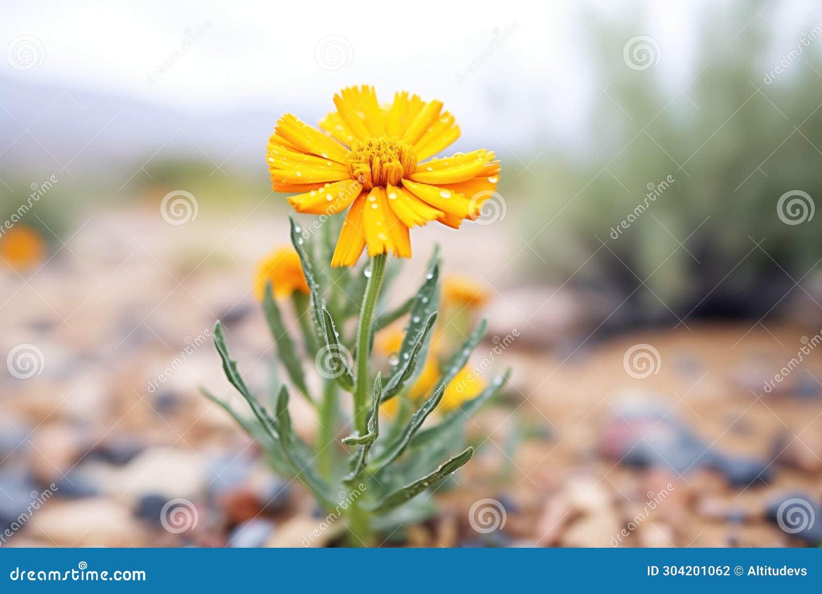 Rain Falling on a Desert Marigold Stock Photo - Image of bloom, nature ...