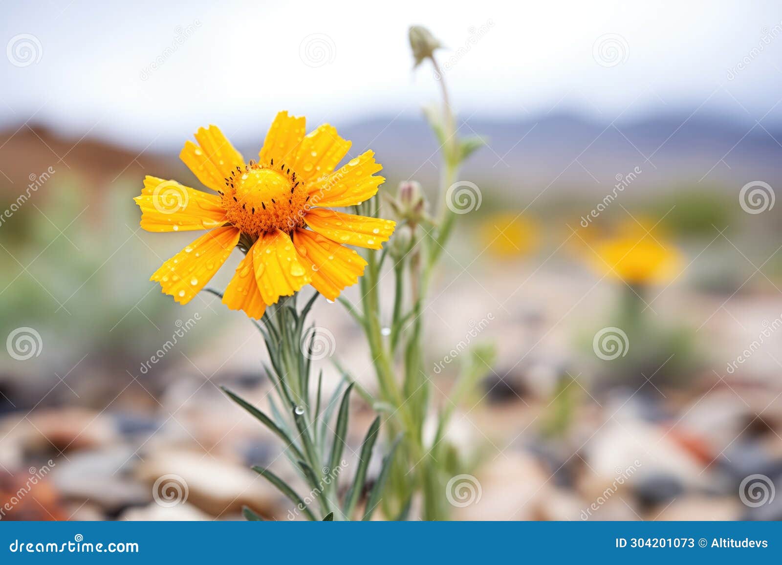 Rain Falling on a Desert Marigold Stock Image - Image of generated ...