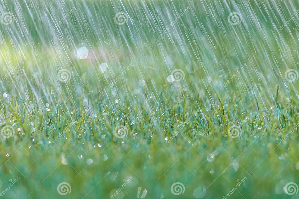 Rain is Falling on Fresh Green Grass Stock Image - Image of climate ...