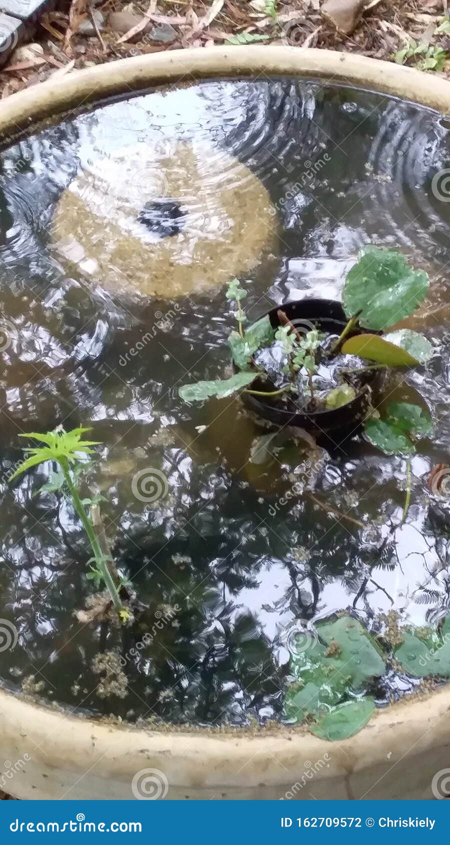 Water Ripples in Fish Pond stock photo. Image of ripples - 162709572
