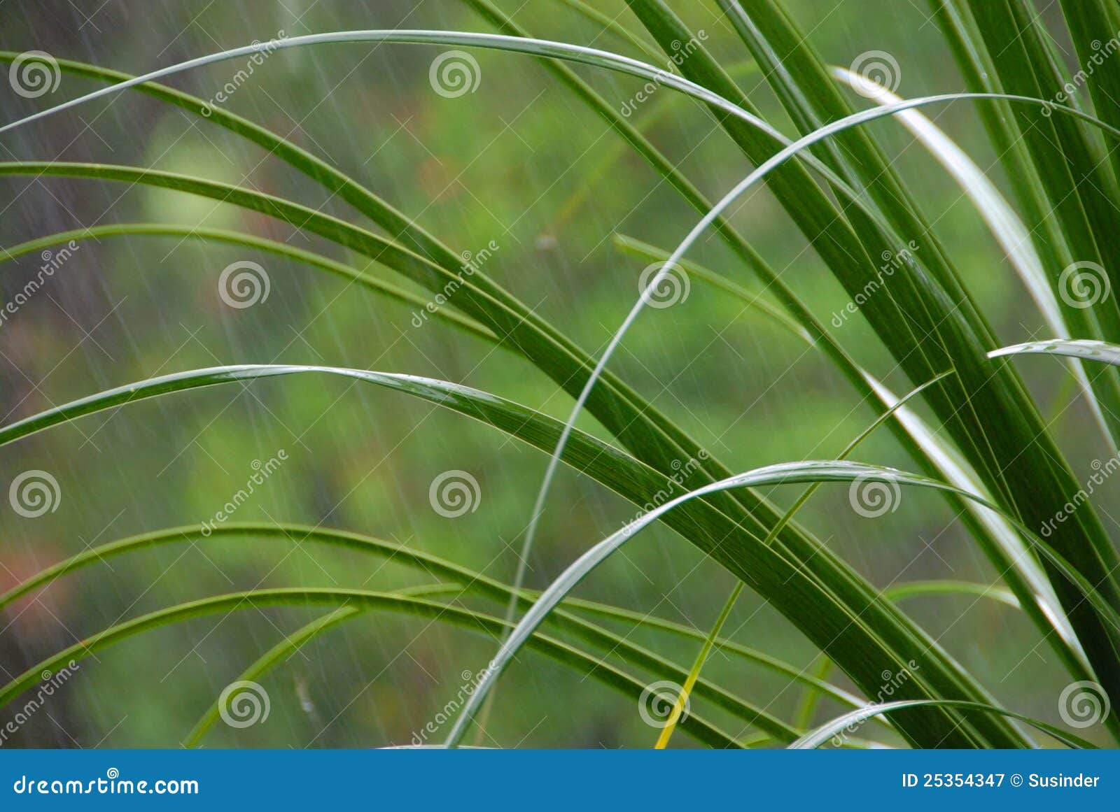 Rain Falling on Green Plants Stock Image - Image of freshness, water ...