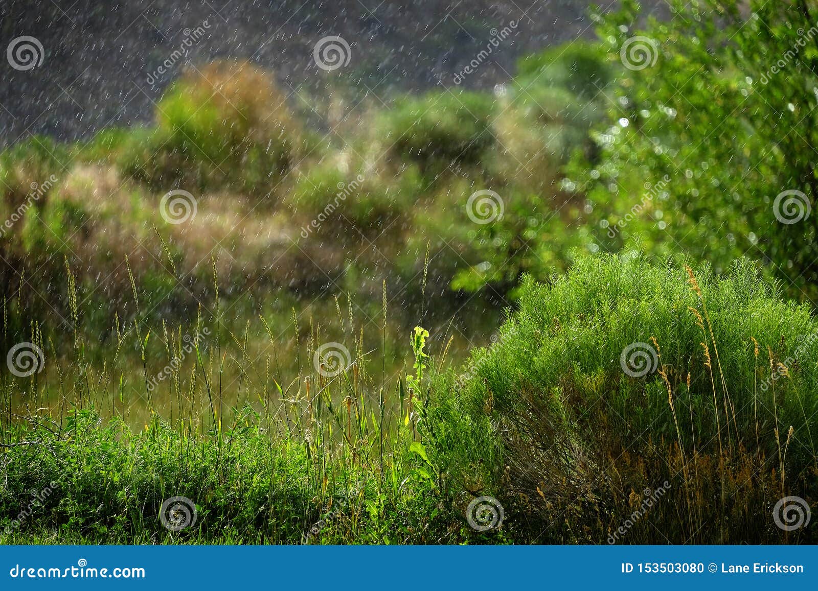 Rain Falling on Lush Green Growth Foliage Plants Stock Photo - Image of ...