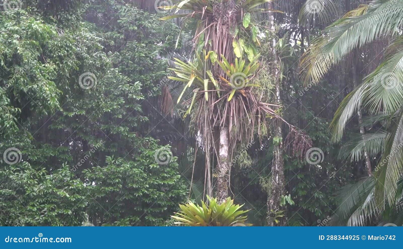 Rainfall in the Atlantic Forest Stock Video - Video of jungle, falling ...