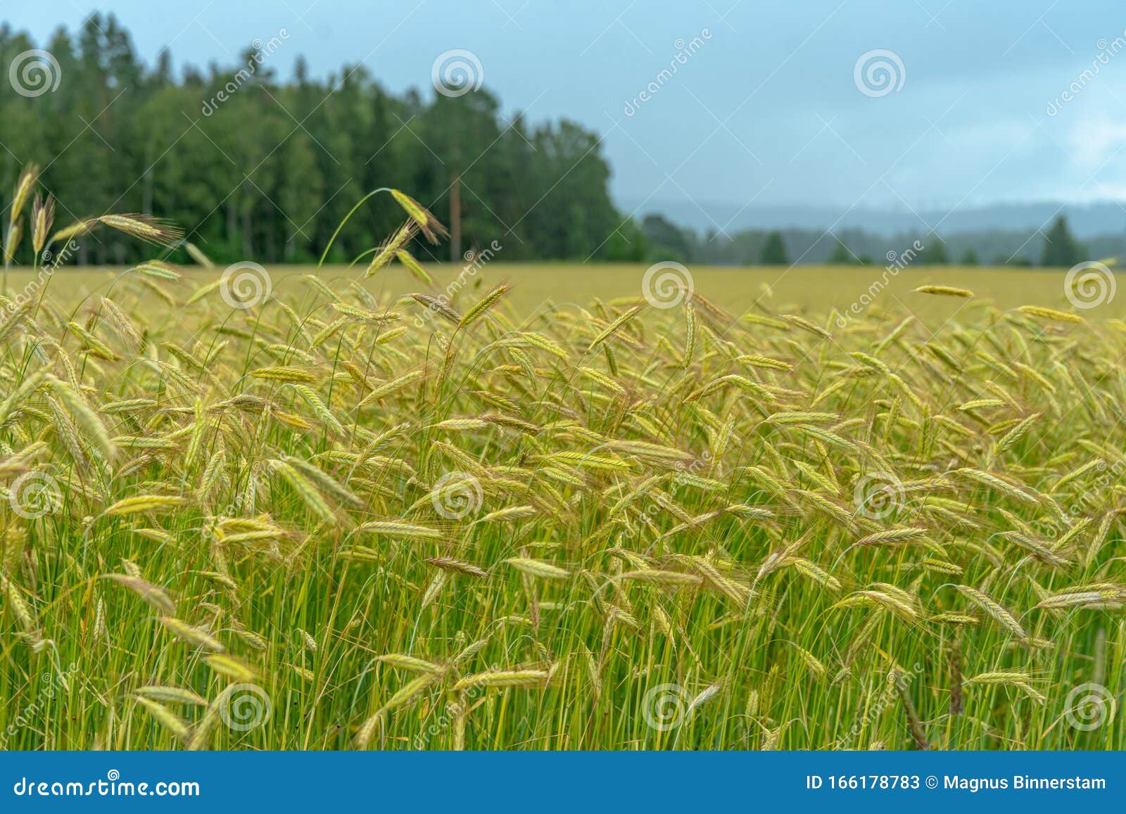 Rain Falling Over a Large Green Field of Wheat Stock Image - Image of ...