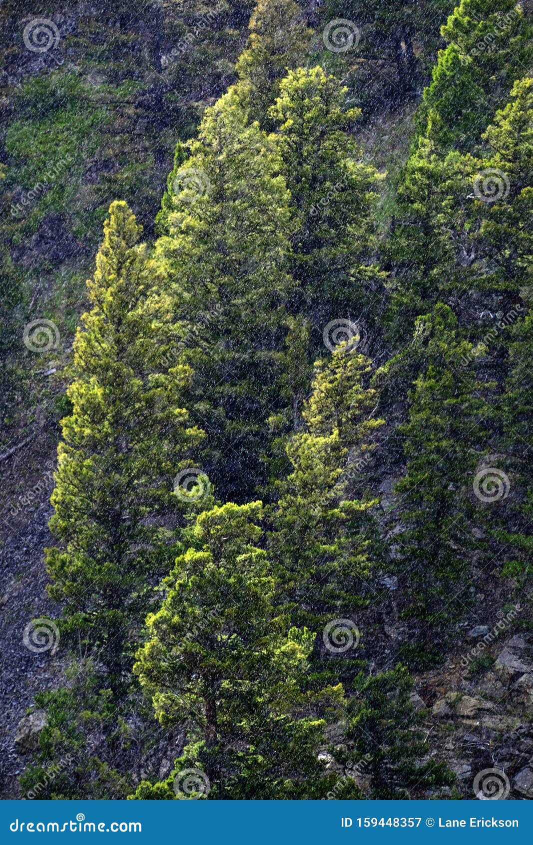 Rain Falling on Pine Trees in Mountains Wilderness Stock Image - Image ...