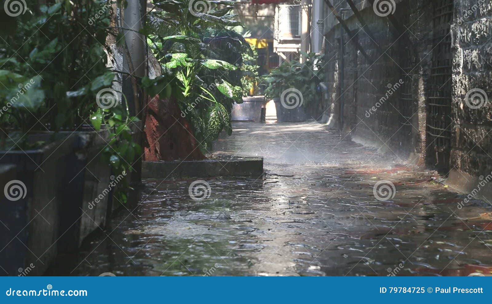 Rain Falling on Plants in Empty Street in Mumbai. Stock Video - Video ...
