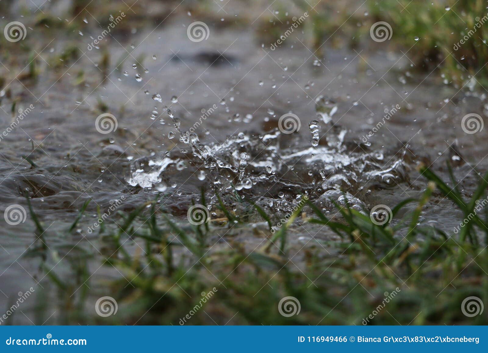 Falling rain in a puddle stock photo. Image of asphalt - 116949466