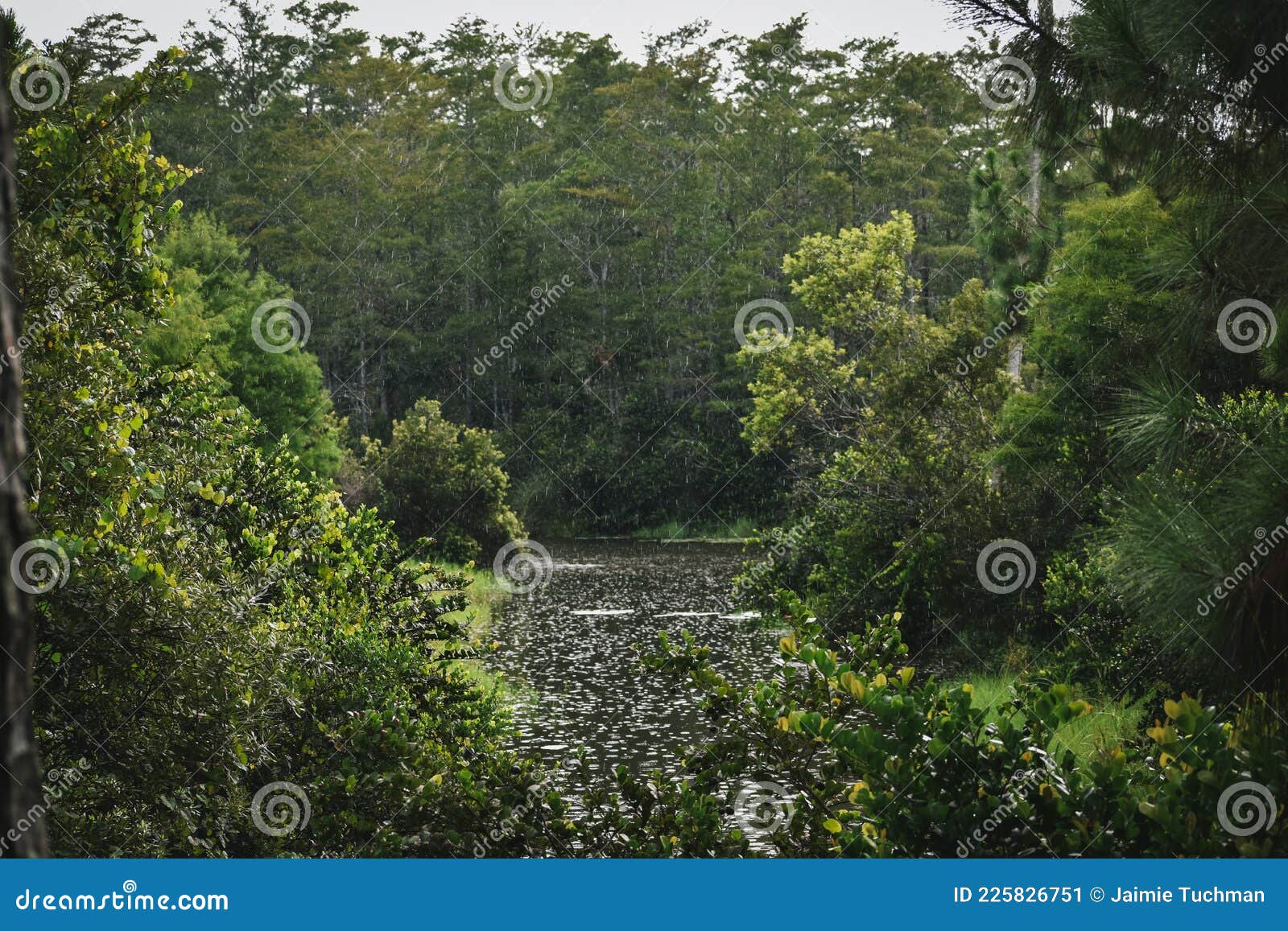 Rain Falling in a Swamp Pond Stock Image - Image of puddles, foliage ...
