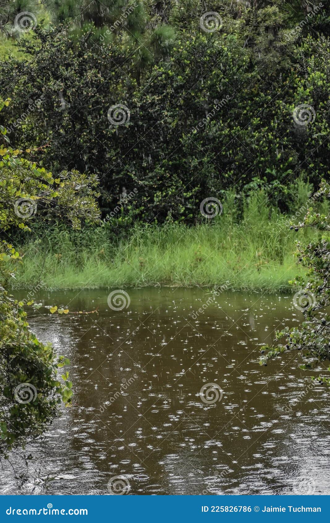 Rain Falling in a Swamp Pond Stock Photo - Image of louisiana, palm ...