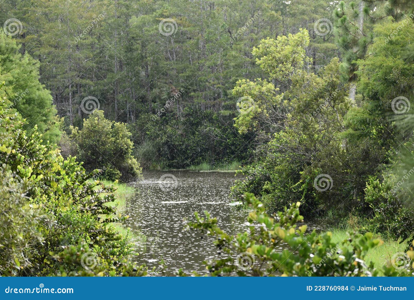 Rain Falling in a Swamp Pond Stock Photo - Image of nature, jupiter ...