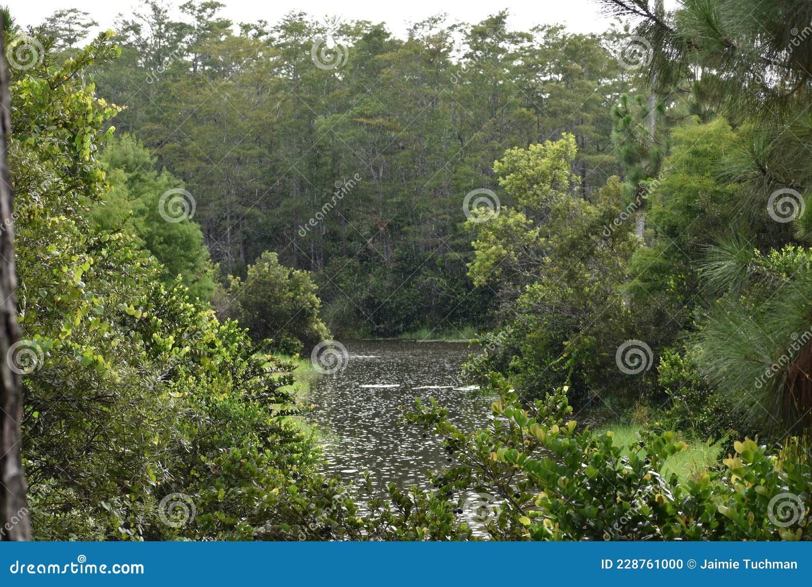 Rain Falling in a Swamp Pond Stock Photo - Image of natural, jupiter ...
