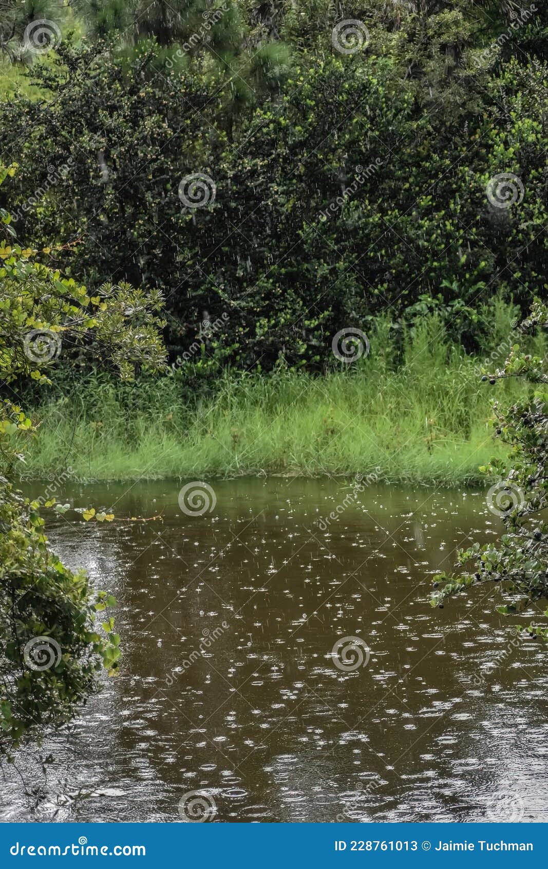Rain Falling in a Swamp Pond Stock Image - Image of park, natural ...