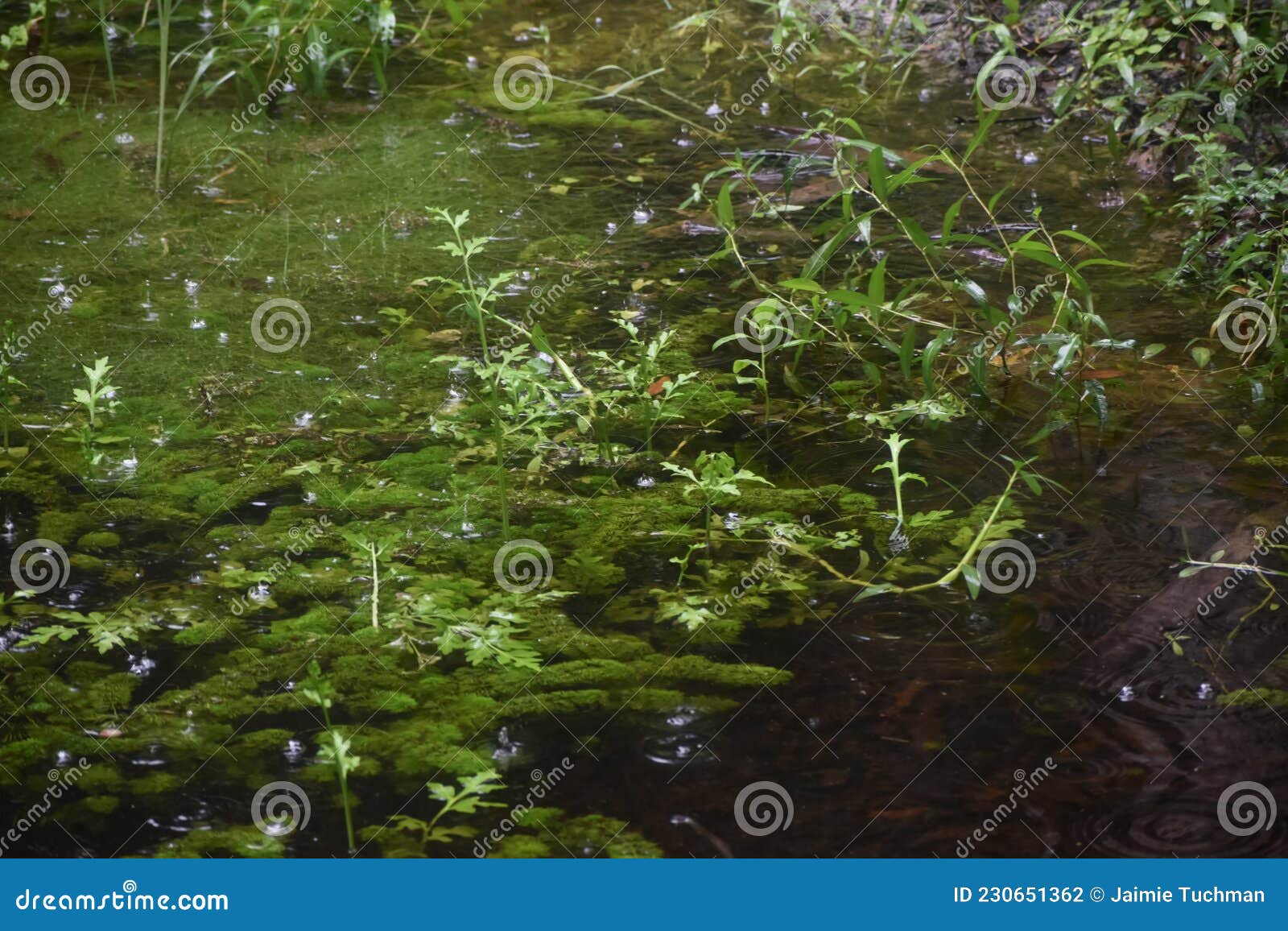 Rain Falling in a Swamp Pond Stock Photo - Image of moss, foliage ...